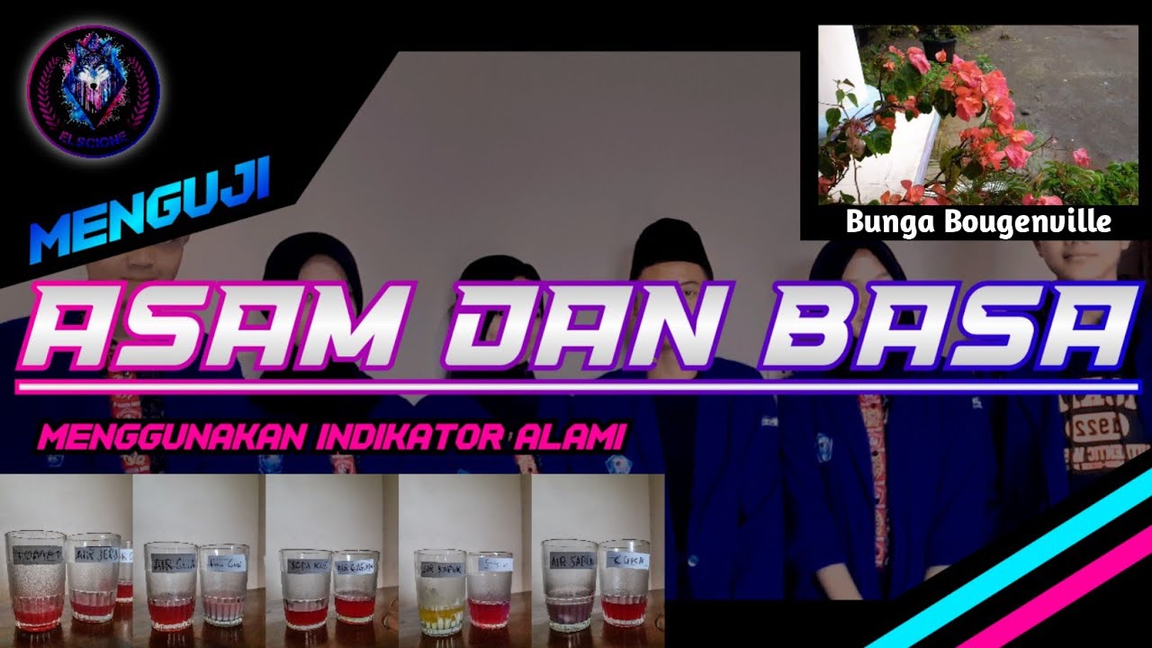 UJI ASAM DAN BASA MENGGUNAKAN INDIKATOR ALAMI || Bunga Bougenville ...