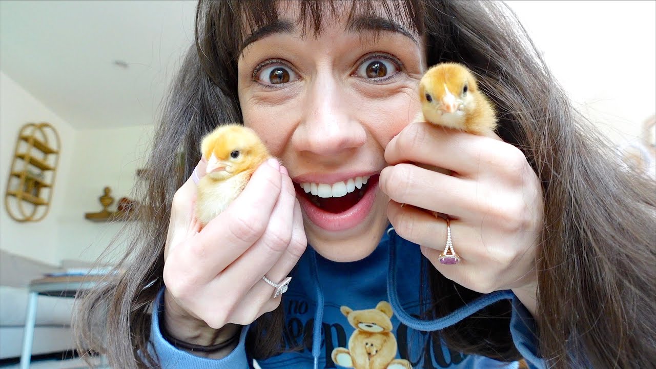 WE GOT BABY CHICKS! - YouTube