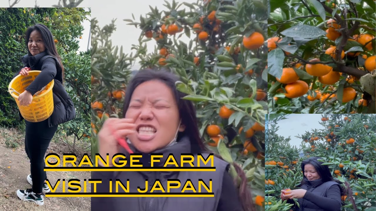 Orange farm in japan || one day trip with wife and friends 🌹😍😱 - YouTube