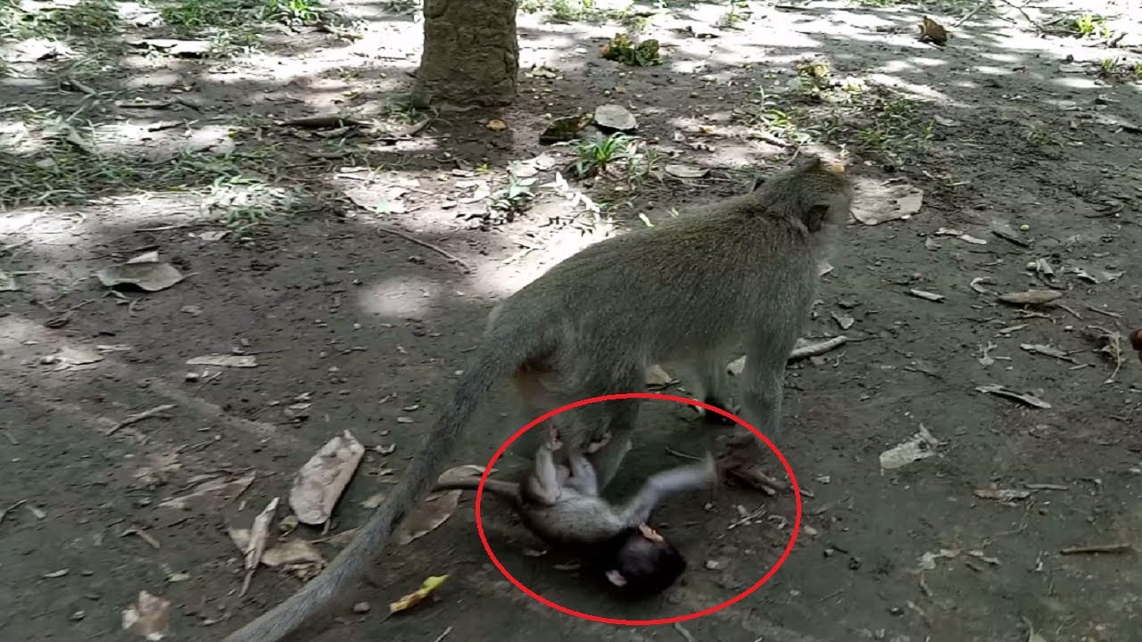 Baby Monkey Fall Down From Mum's Back ST542 Mono Monkey - YouTube