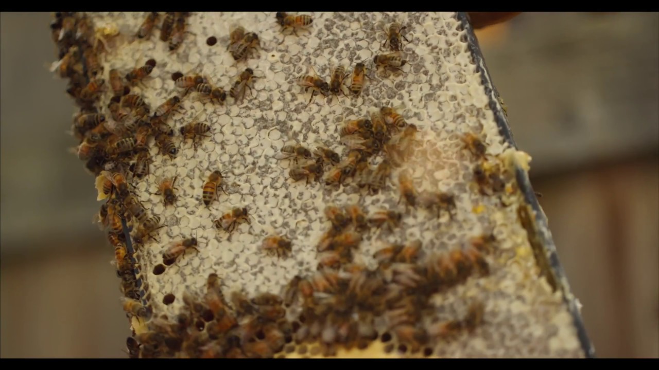 Honey Bees 96fps In 4K ULTRA HD4ksamples - YouTube