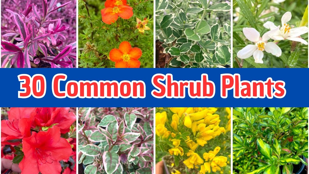 30 Common Shrub Plants for Kids | Learn Shrubs in Nature | Kindergarten ...