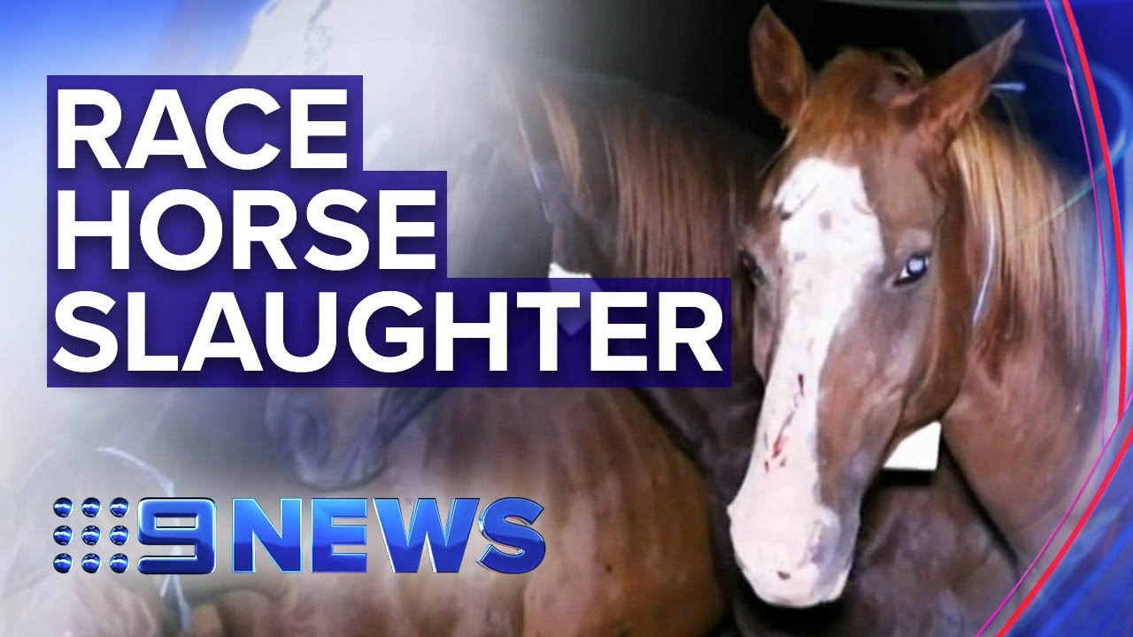 ABC investigation alleges widespread racehorse slaughter | Nine News ...