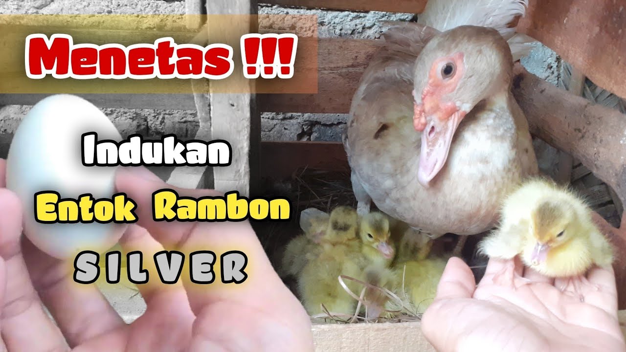 Menetas !!! Indukan Entok Rambon Silver - YouTube