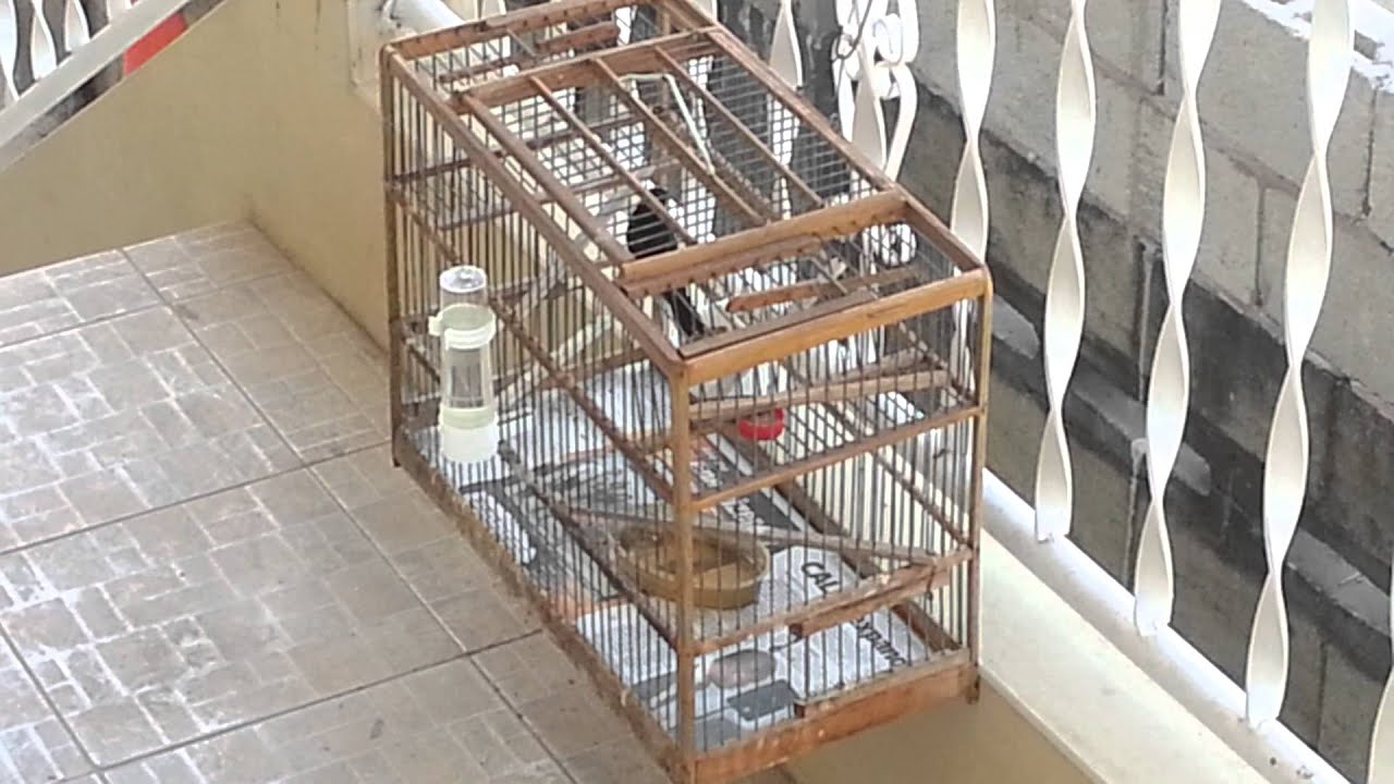 Scotty Bullfinch singing Trinidad - YouTube