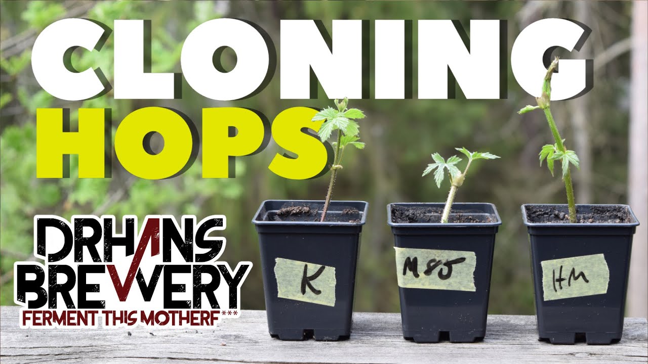 Cloning Hops From Cuttings - Propagate Plants from Hop Shoots - YouTube