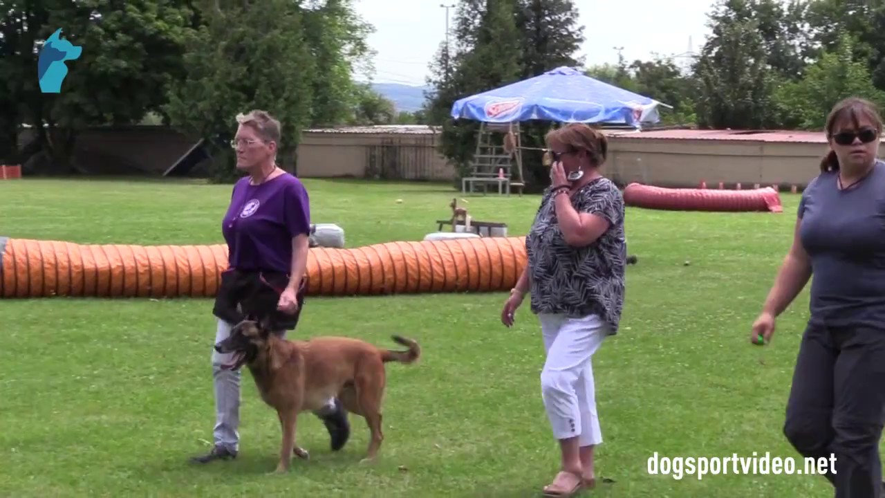 1. DMV Championat - Beate Krause - Abraxas vom Bökenhoff - YouTube