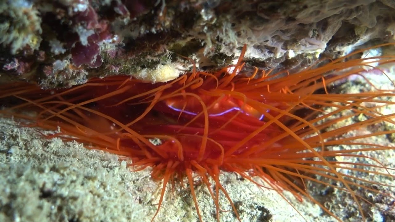 Electric clam - scuba diving in PG island - YouTube