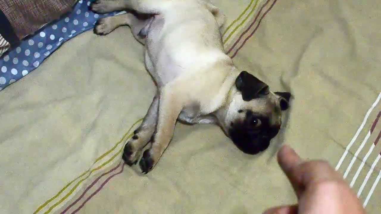 Pug Playing Dead