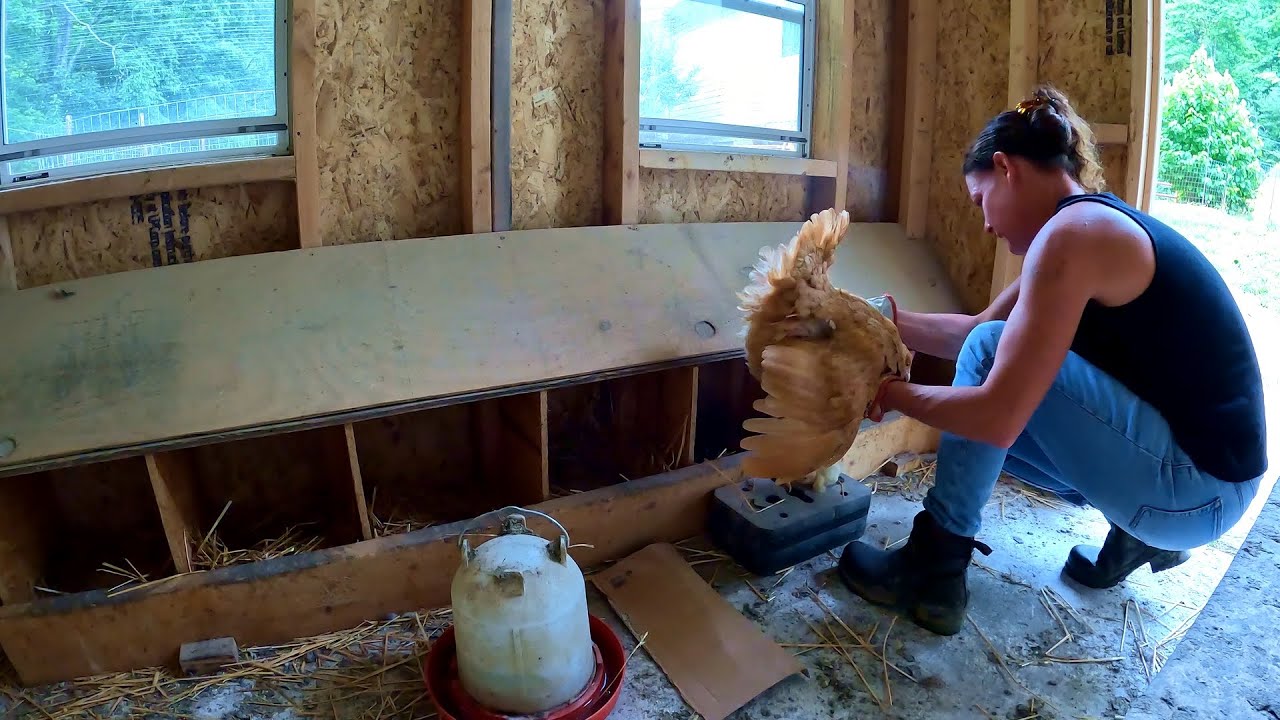 Our first chicks hatched by a hen - Ep. 141 - YouTube