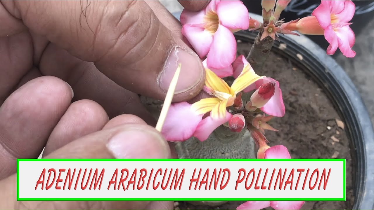 Adenium Arabicum Hand Pollination | Quality Gardening - YouTube