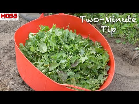 How to Grow the Best Salad Mix You've Ever Had! - YouTube