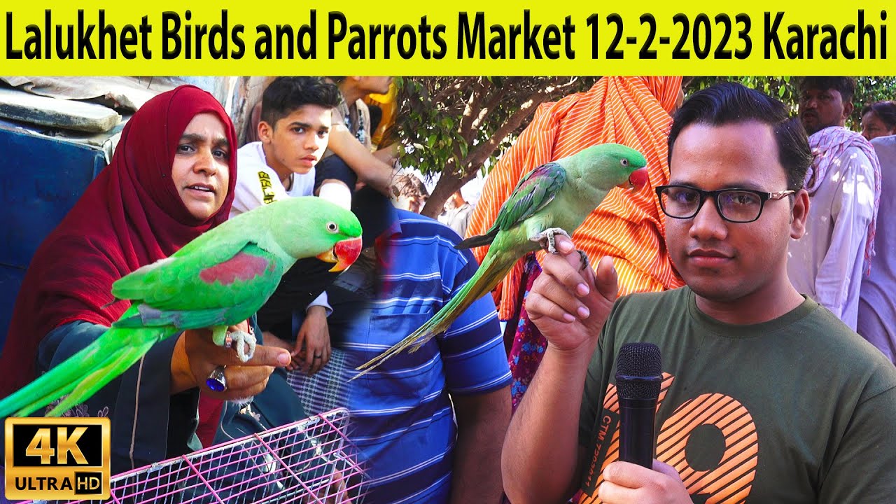 Lalukhet Exotic Birds Parrots and Hen Rooster Market 12-2-23 Karachi ...