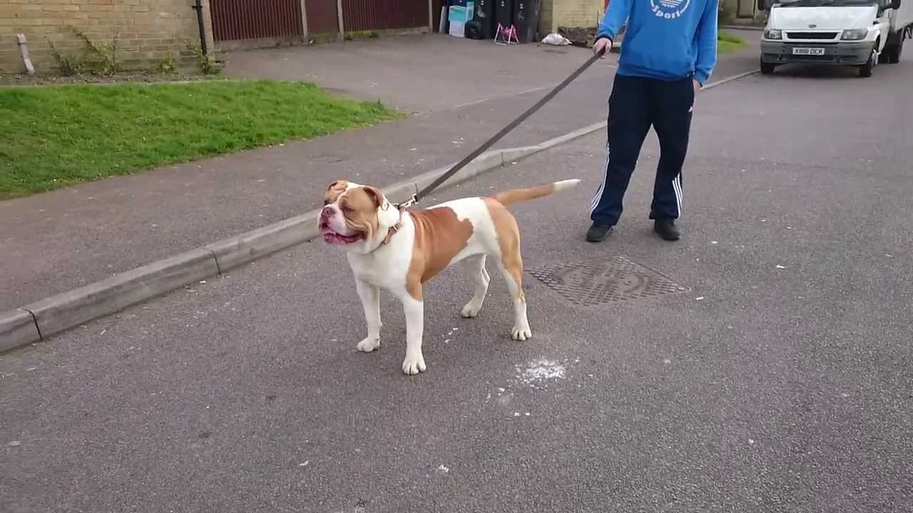 american bulldog powerchain kennels titian 9 months old - YouTube