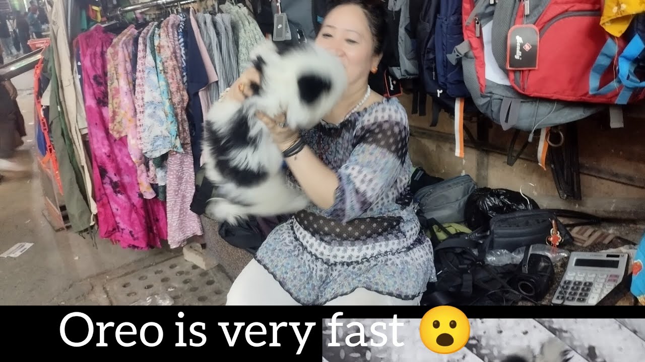 Oreo dancing with dawalhamo ️ ️#dailyvlogs #tibetanyoutuber # ...