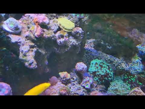 180 Reef 17 July 3 - YouTube