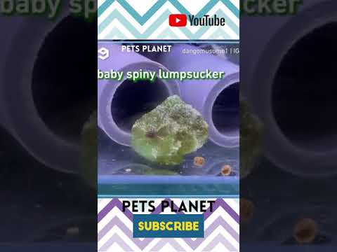 Japanese Spiny Lumpfish Looks Like A Pixar Baby. Lumpsucker Fish Pet ...