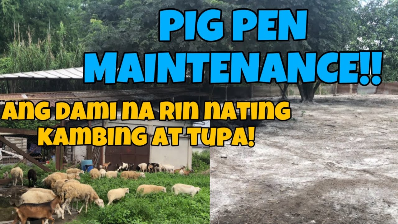Paano natin napapanatili ang kaayusan ng mga pig pen sa farm ...
