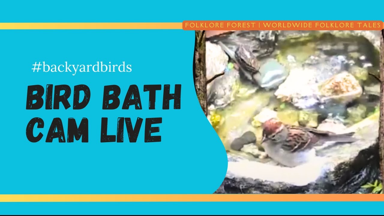 Backyard Bird Bath Cam LIVE | Relaxing Birds & Nature 🐦 - YouTube