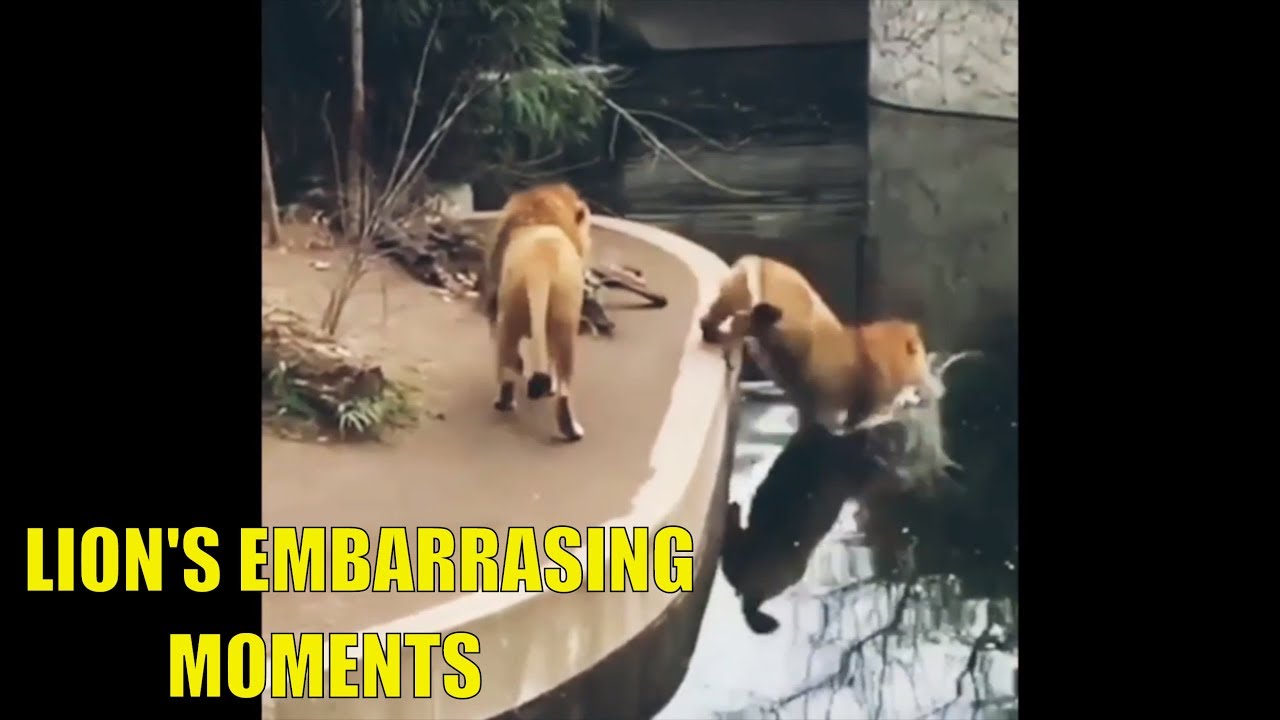 Even Lions Have Embarrassing Moments - Funny Lion Falls In Water - YouTube