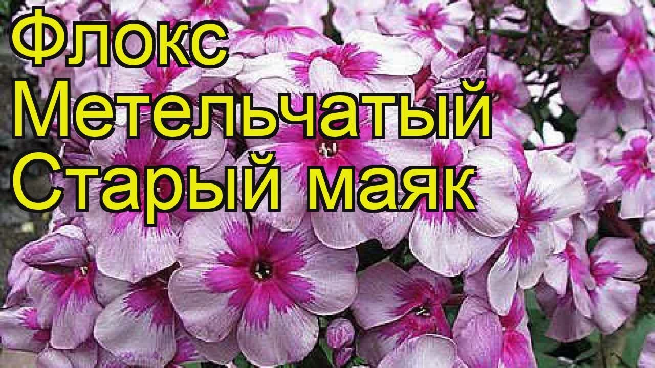 Флокс метельчатый Старый маяк. Краткий обзор, описание характеристик ...
