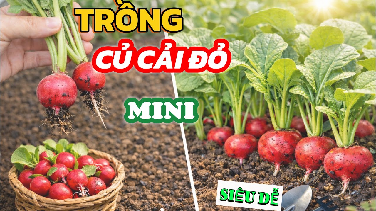 Harvest mini red radishes after 30 days of planting - YouTube