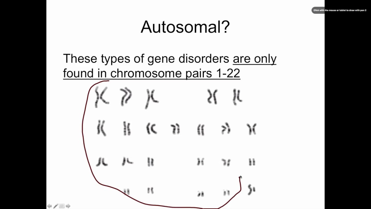 Autosomal Single Gene Disorders - YouTube