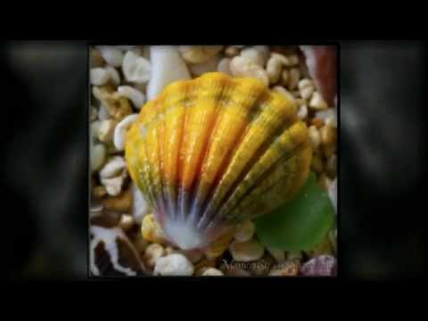 Hawaiian Sunrise Shells by MonicaByTheShore of the North Shore, Oahu ...