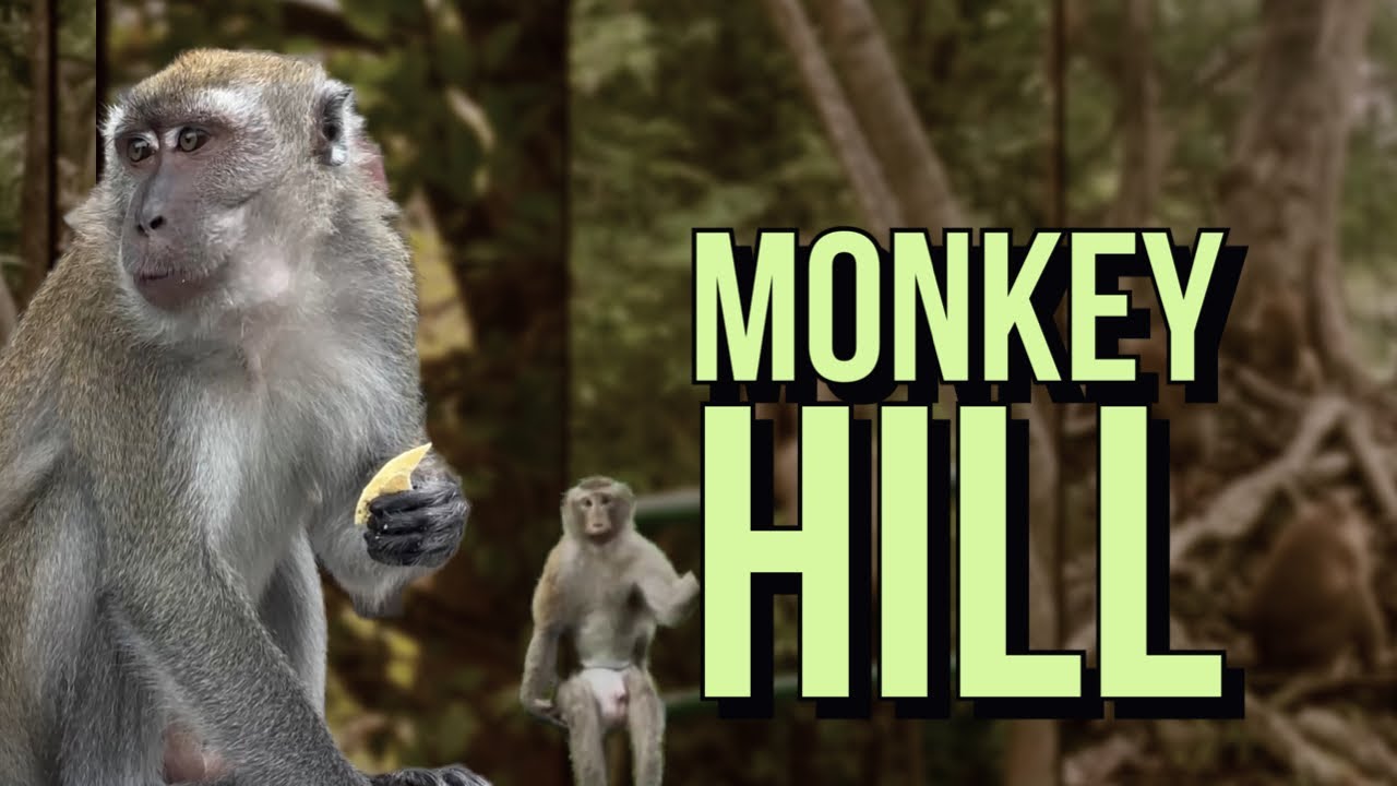 This cute monkeys. Nothing happens on Monkey Hill. Music for relax # ...