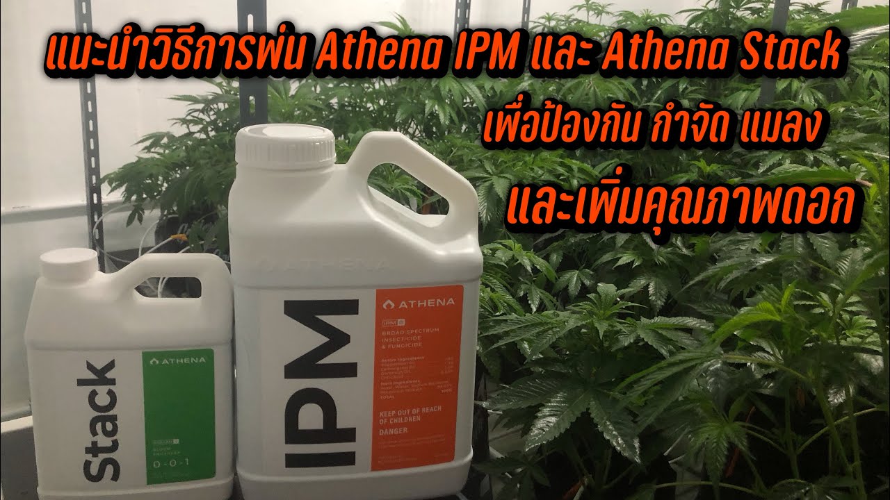 แนะนำวิธีการพ่น Athena IPM และ Athena Stack เพื่อป้องกันแมลง และ เพิ่มคุณดอกในต้นกัญชา - YouTube