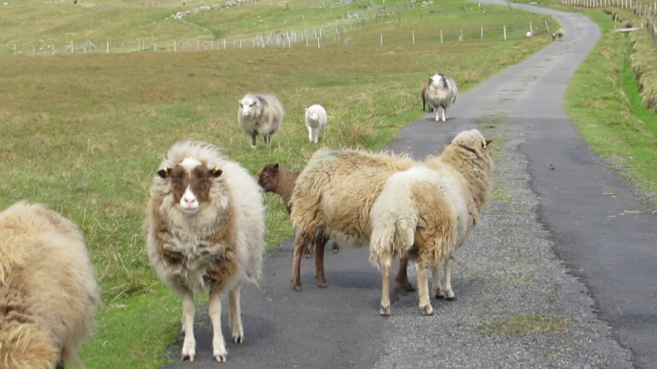 Foula Shetland Sheep - YouTube