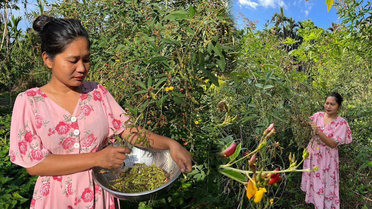 Collecting Raw Arhar Dal From Garden | Pigeon pea Vegetables | Boiling ...