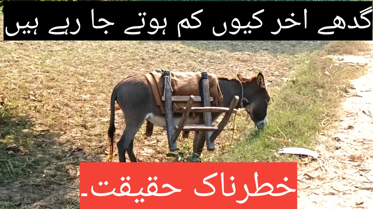beautiful village of pakistan|donkey meat|potato and corn field|fresh ...