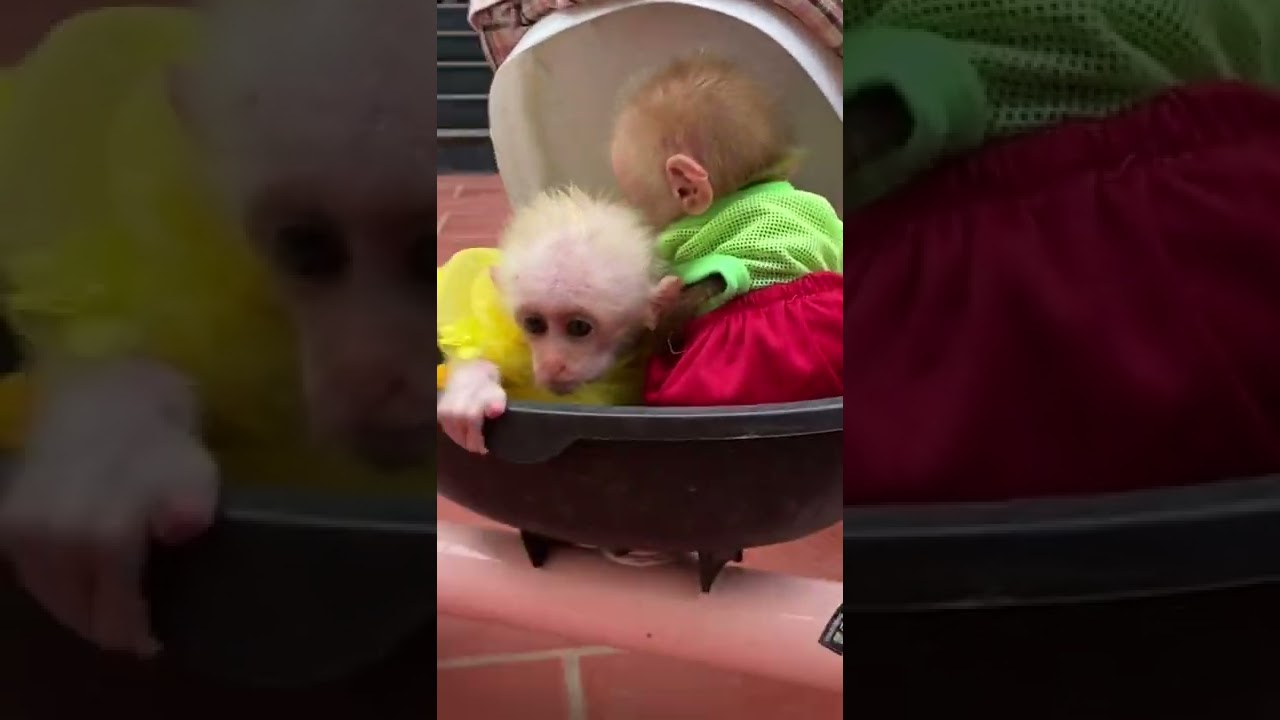 2 adorable newborn monkeys - YouTube