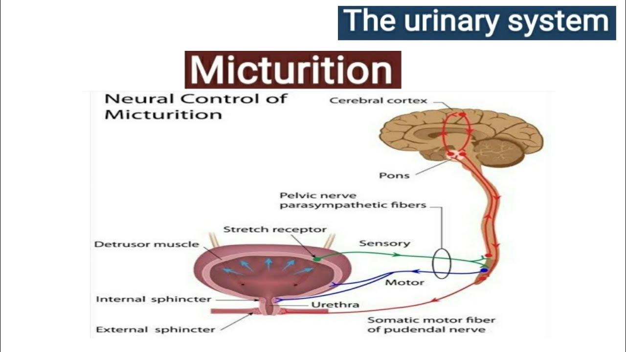 Urination, Micturition, Urinary System (Lecture 8), Process of Urination, Micturition Reflex ...