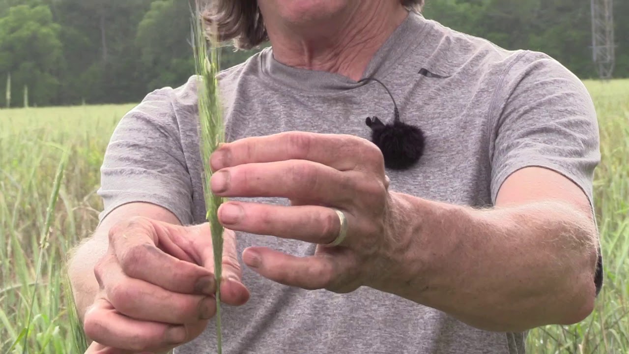 Summer food plots for wildlife - YouTube