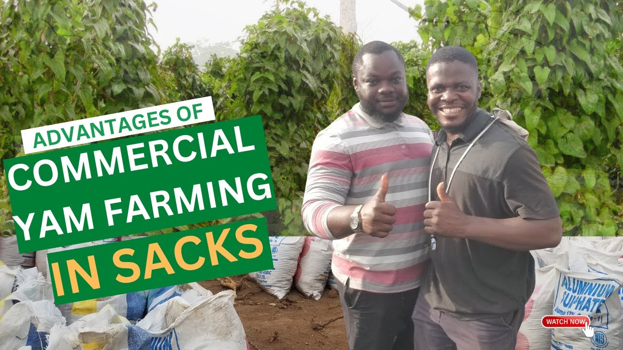 ADVENTAGES OF COMMERCIAL YAM FARMING IN SACK/ Let's talk about the ...