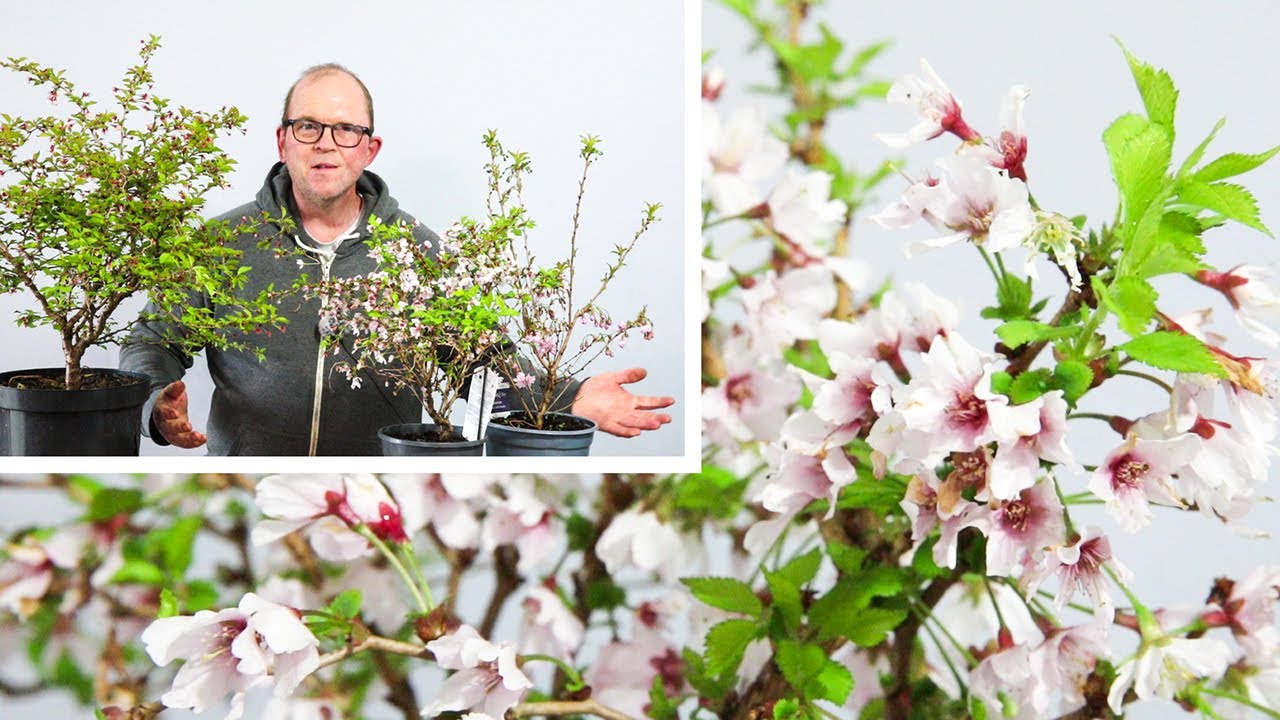 Kojo No Mai flowering cherry bonsai - Styling and Root work - YouTube