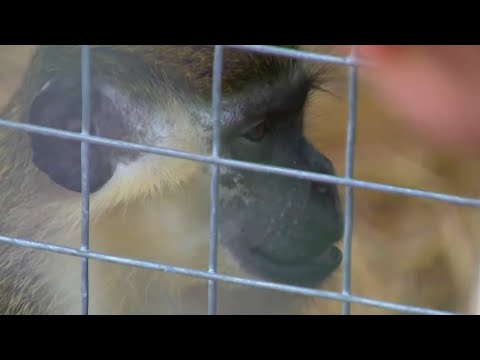 Search underway for vervet monkey in Dania Beach