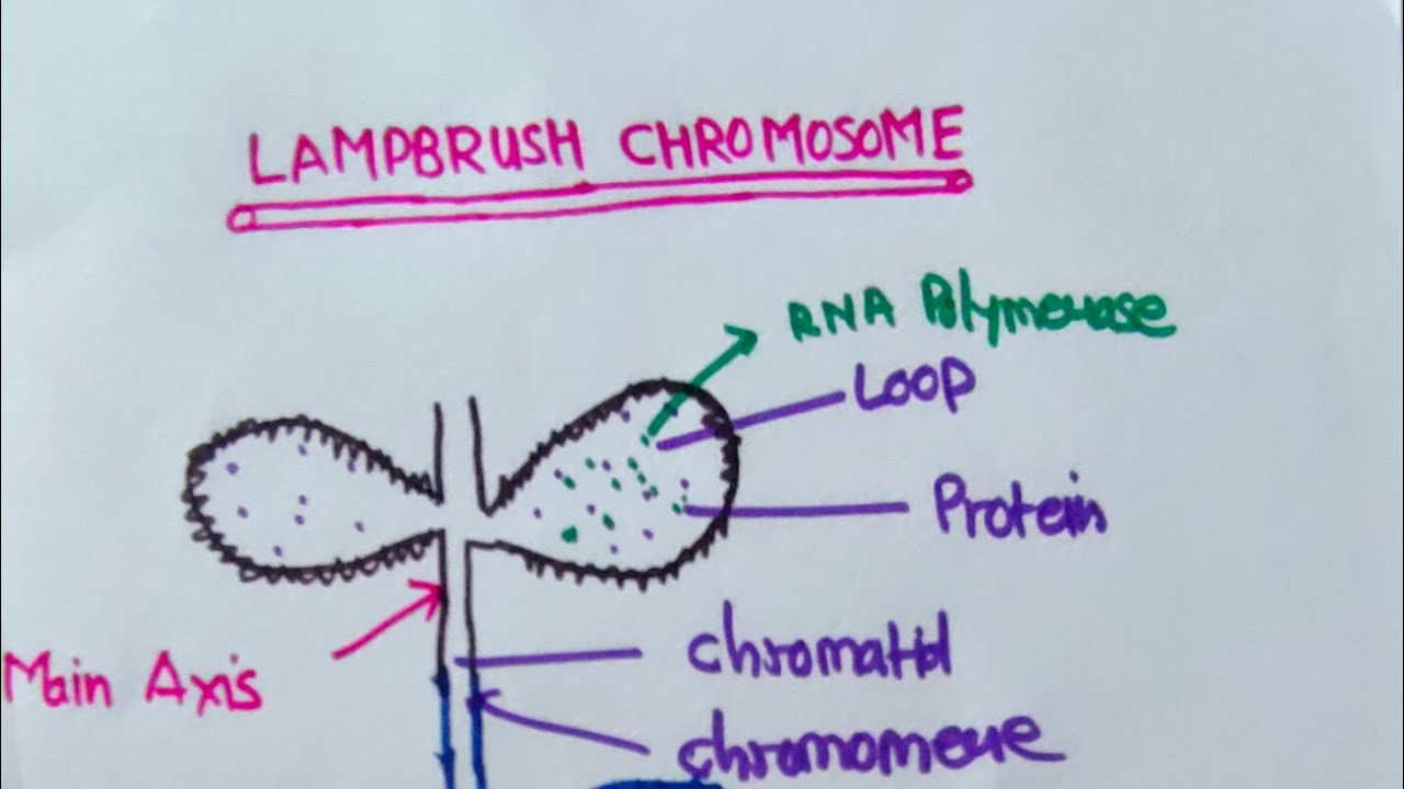 Lampbrush chromosome/ gaient chromosome/ special chromosome ...