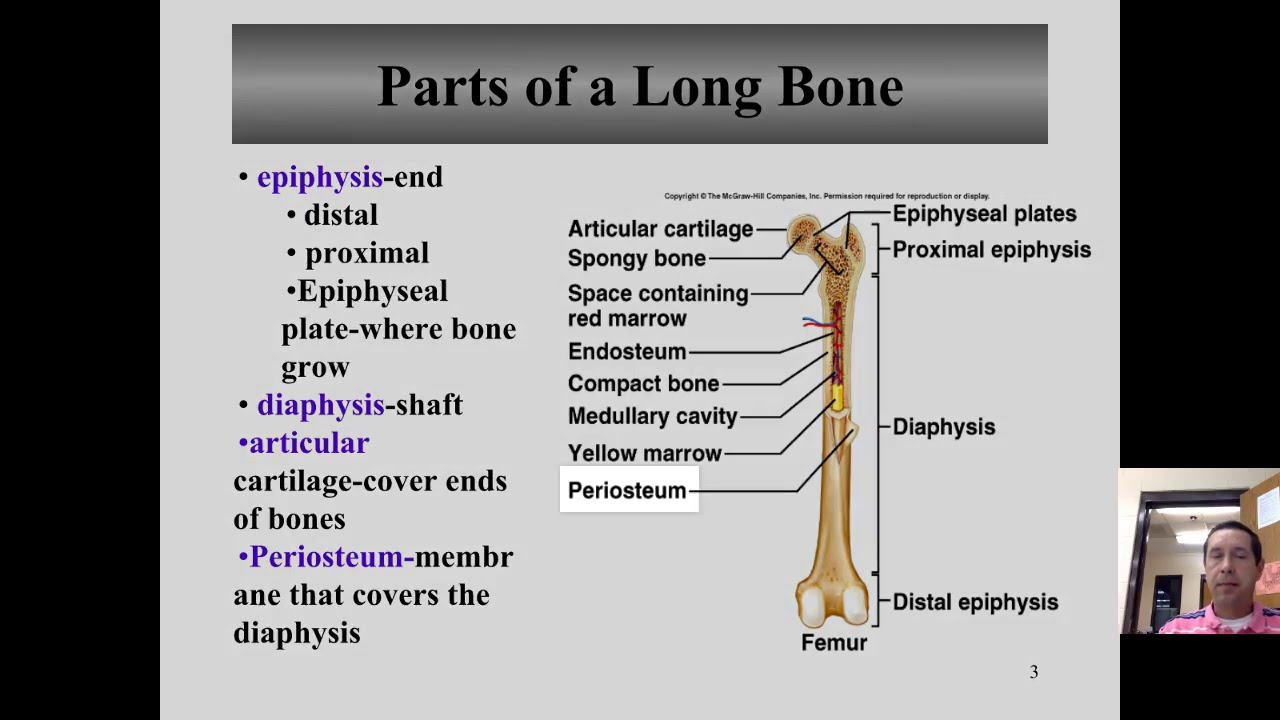 Macroscopic anatomy of a bone - YouTube