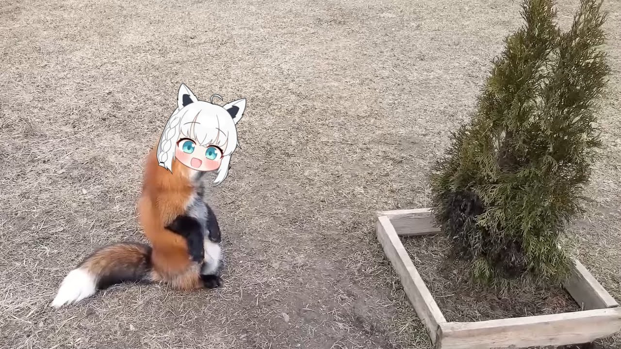Fubuki fox want to growing plant | Animal hololive - YouTube