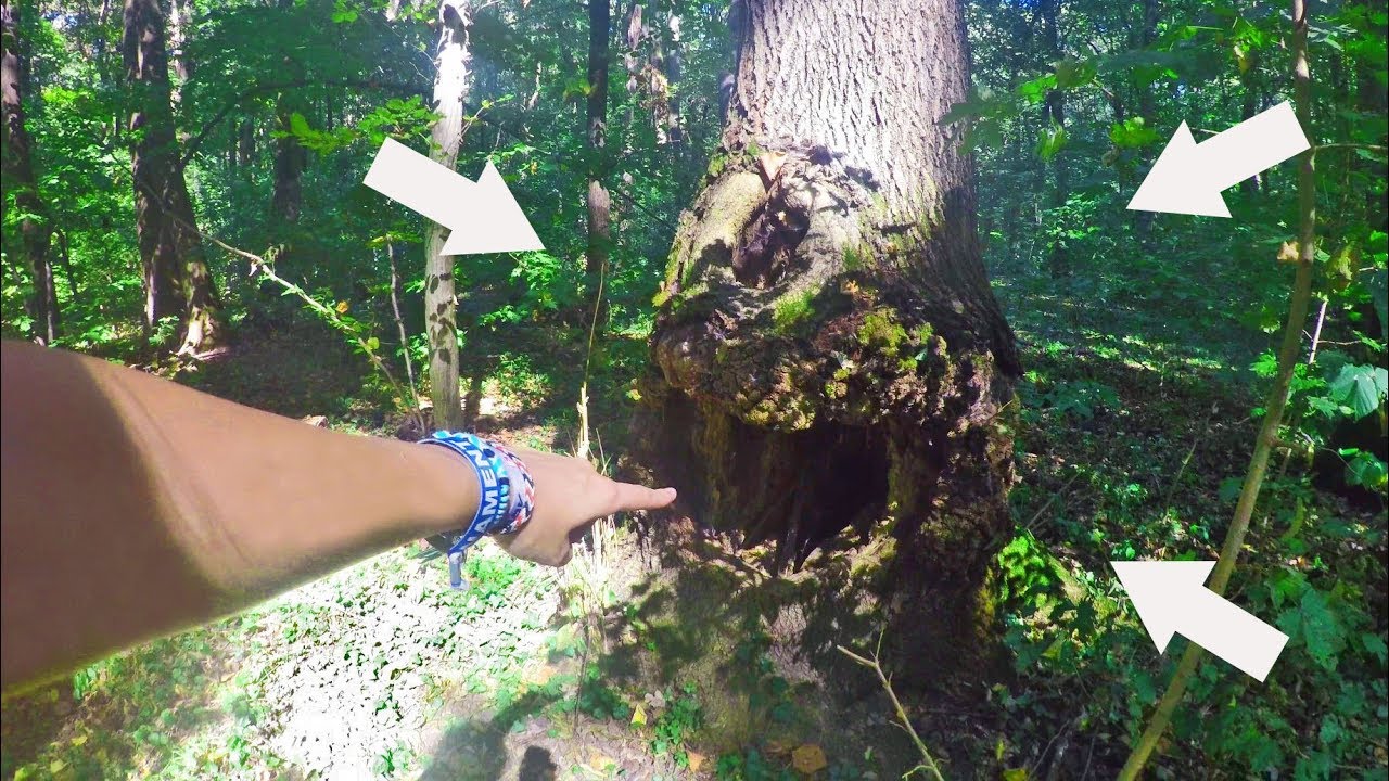 WHAT I FOUND IN A TREE!! - Geocaching #2 - YouTube