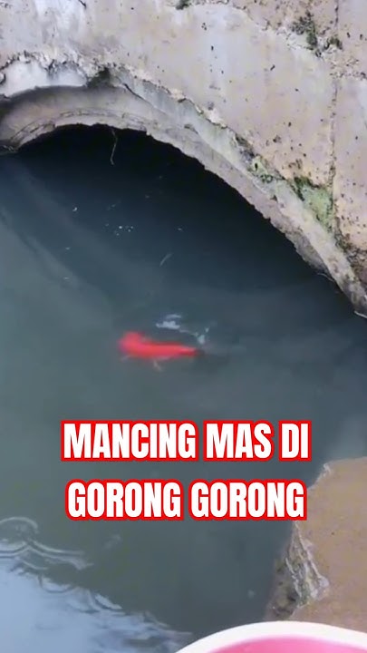 Mancing Ikan MAS Di Gorong Gorong 351 - YouTube