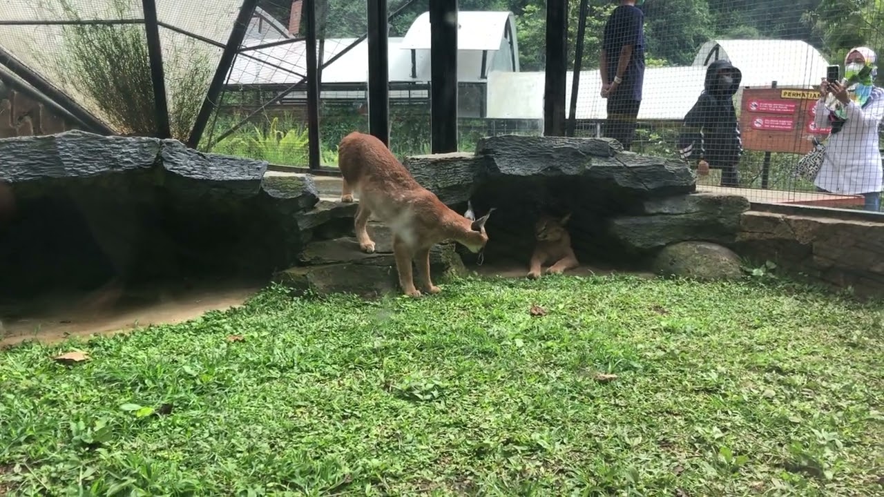 kucing gede - YouTube