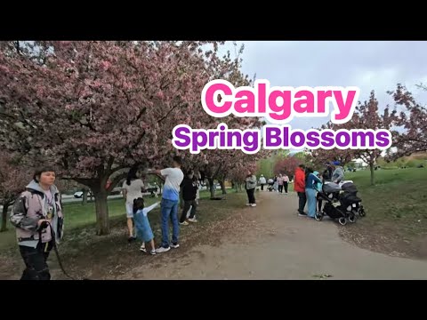 Spring Blossoms Calgary Walking Tour on May 2025 at Murdoch Park - YouTube