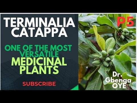 Indian Almond (Terminalia catappa) It is A MUST FOR YOU to know about this Medicinal Plant