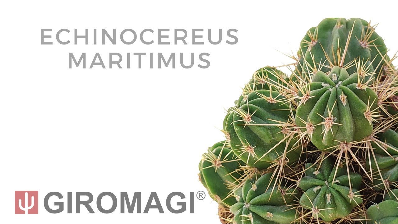 Echinocereus maritimus - YouTube
