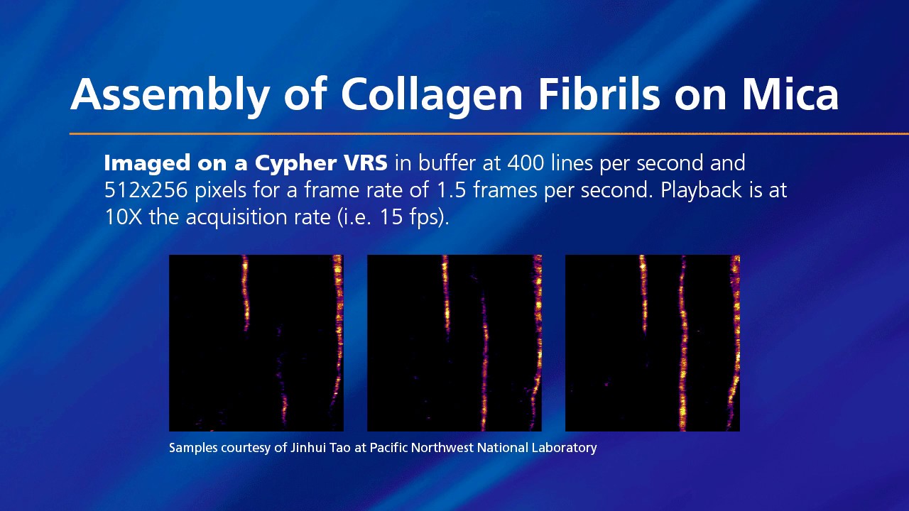 Assembly of Collagen Fibrils on Mica - YouTube