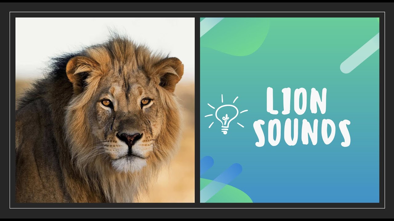 Lion Sounds for Kids | Animal Sounds - YouTube